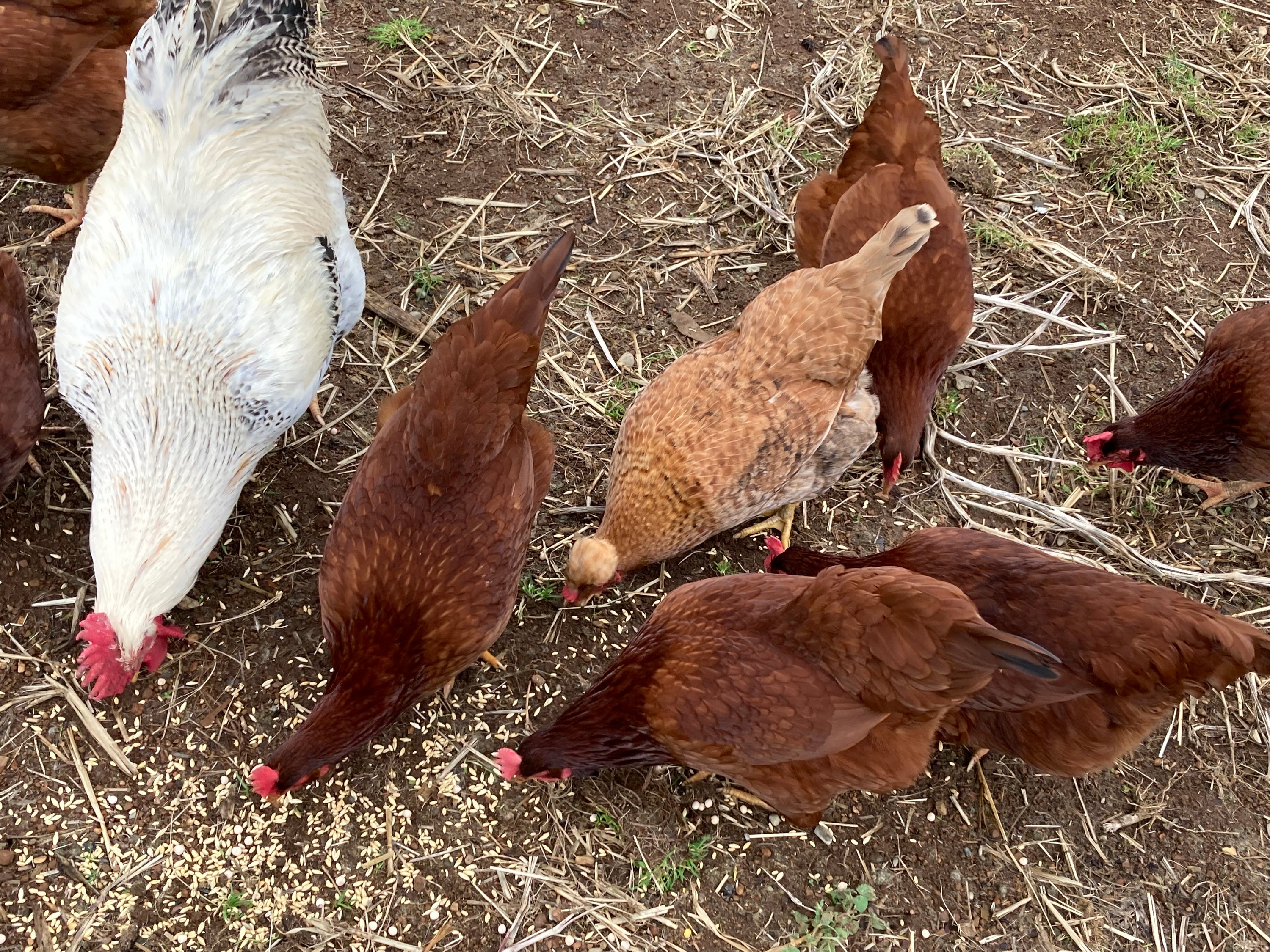 Slippery Stump Farm-Handmade & Homegrown in the Pacific NW