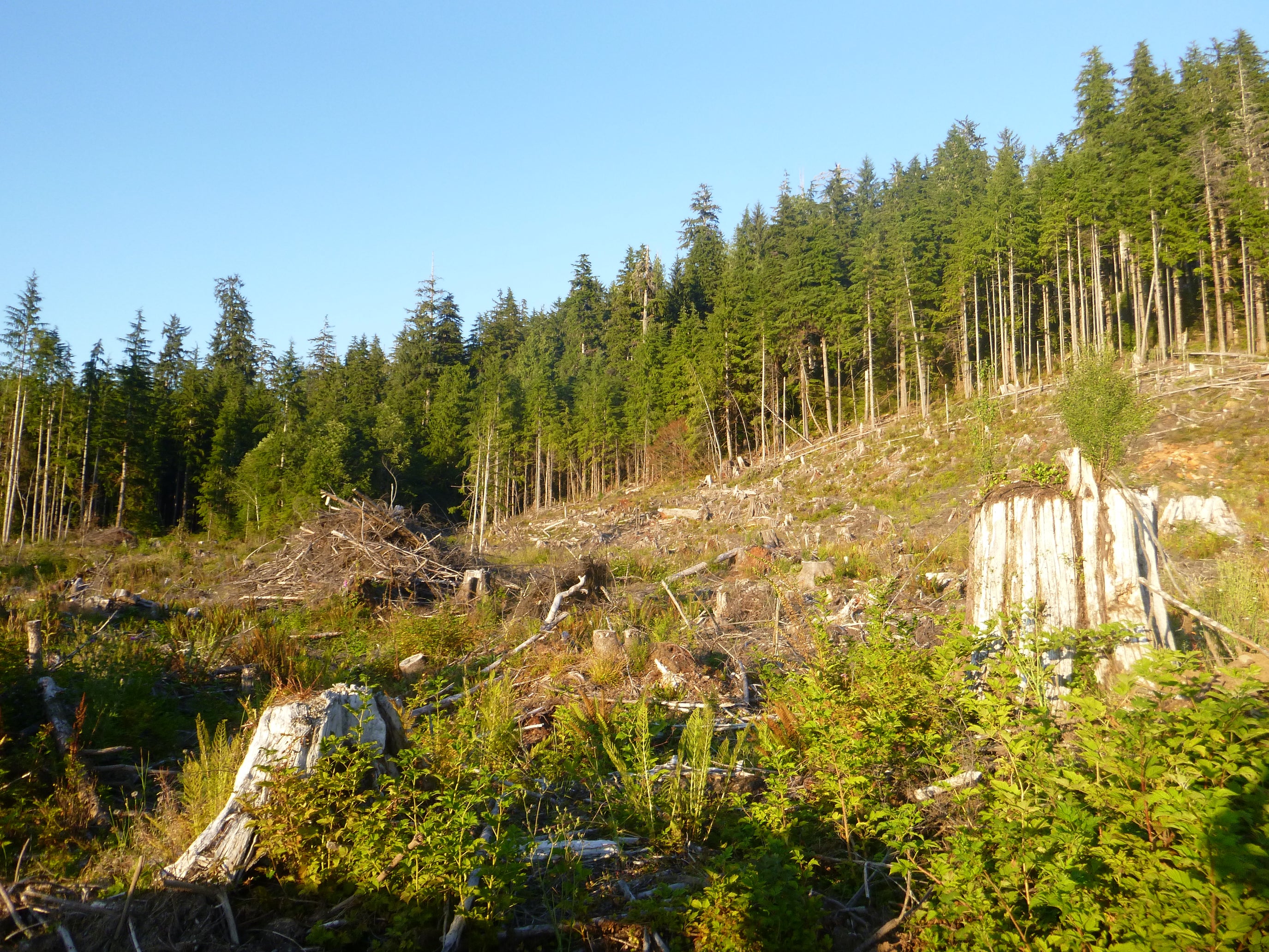 Slippery Stump Farm-Handmade & Homegrown in the Pacific NW